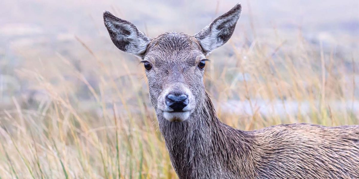 Scottish Government Nature Restoration Fund Open for Applications ...