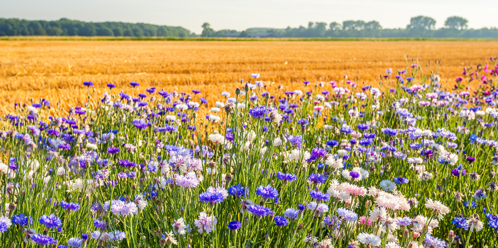 Darwin Initiative Opens Capability and Capacity Grants - GrantFinder