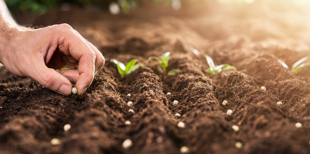 Forestry Commission Launches Grants to Boost Domestic Tree Seed ...