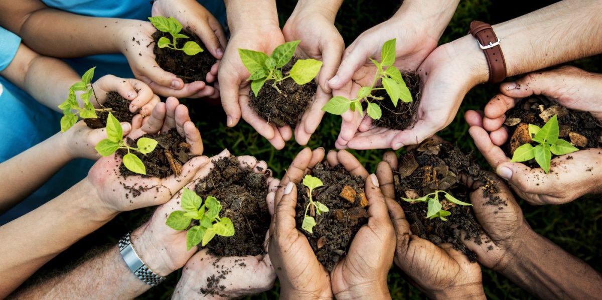 International Tree Foundation Accepting Applications for Tree Planting ...